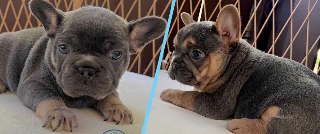 Designer Frenchie Puppies | French Bulldog puppy for sale Breeder